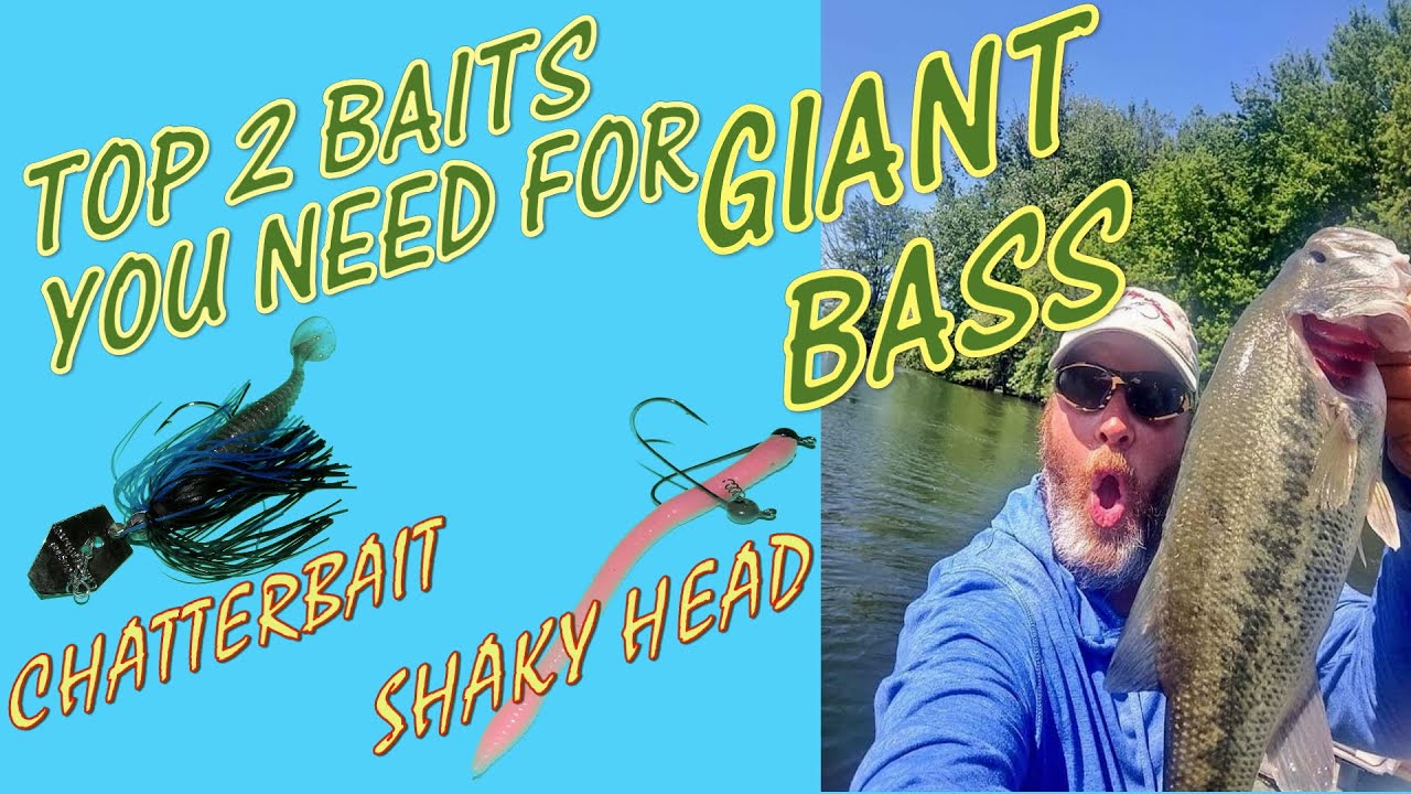 LARGEMOUTH BASS THE 2 BAIT CHALLENGE CHATTERBAIT SHAKY HEAD largemouth-bass-the-2-bait-challenge-chatterbait-shaky-head
