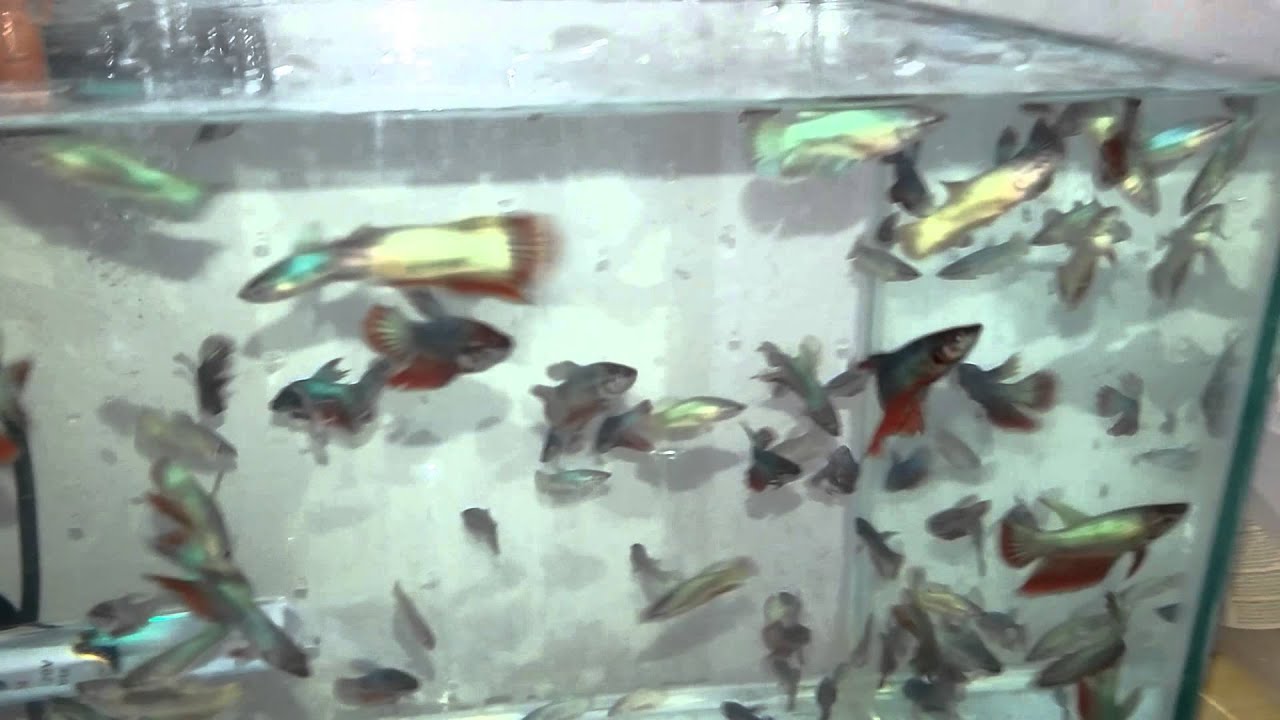 Filhotes de peixe beta - YouTube