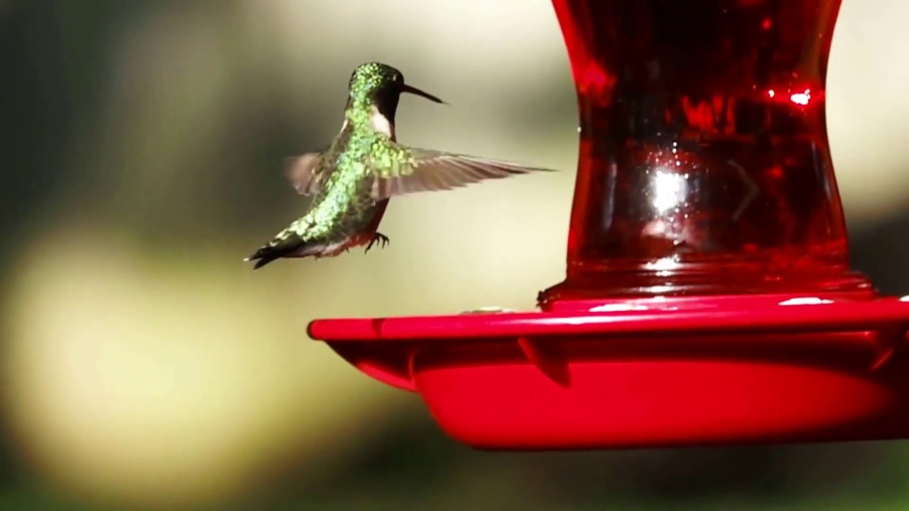 Hummingbirds-"Float On" - YouTube