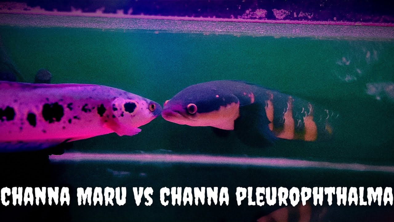 Channa Maru Vs Channa pleurophthalma - YouTube