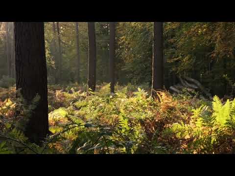KLON - Ghazal (FULL SONG from the album \