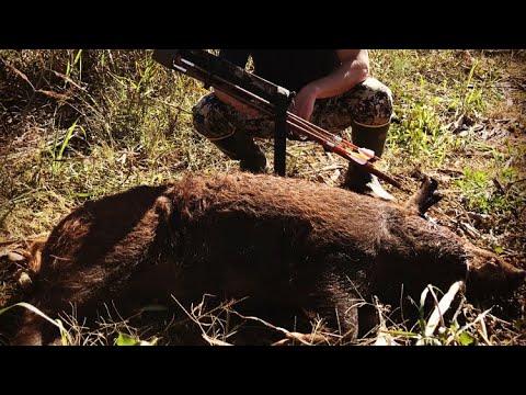 Traditional bow pig hunting 2022 | 40 Hogs Came in! - YouTube