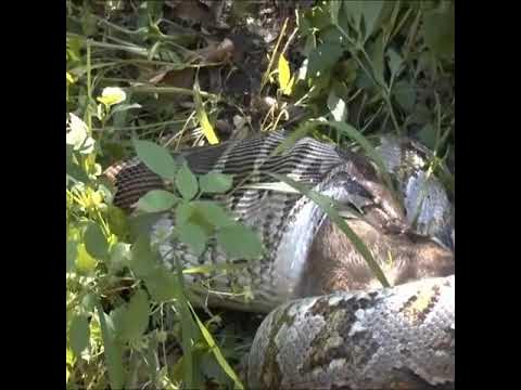 python swallows sambar Deer - YouTube