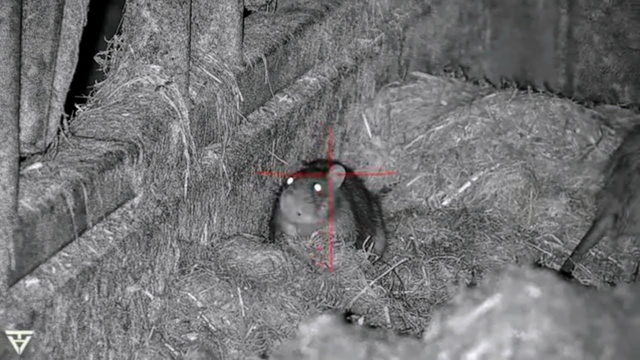RAT INFESTATION - 2 GUN SHOOTING PEST CONTROL - YouTube