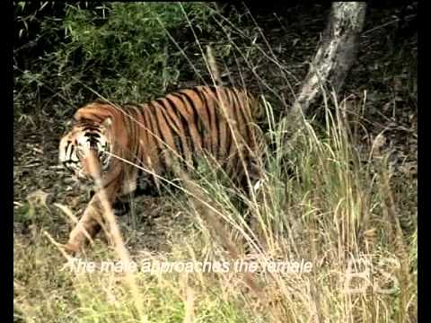 Mating Behavior ,Tigers - YouTube