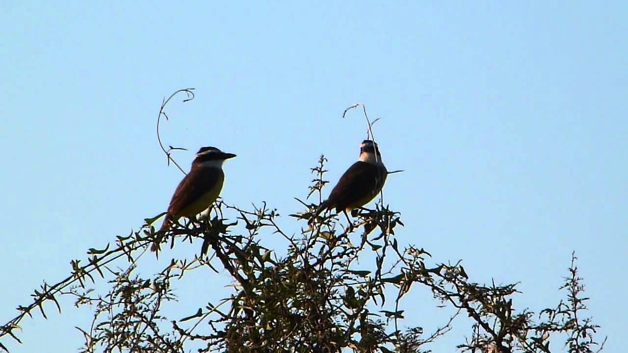 Benteveo, Bicho Feo o Pitogüé (Pitangus sulfuratus), dos vocalizando ...