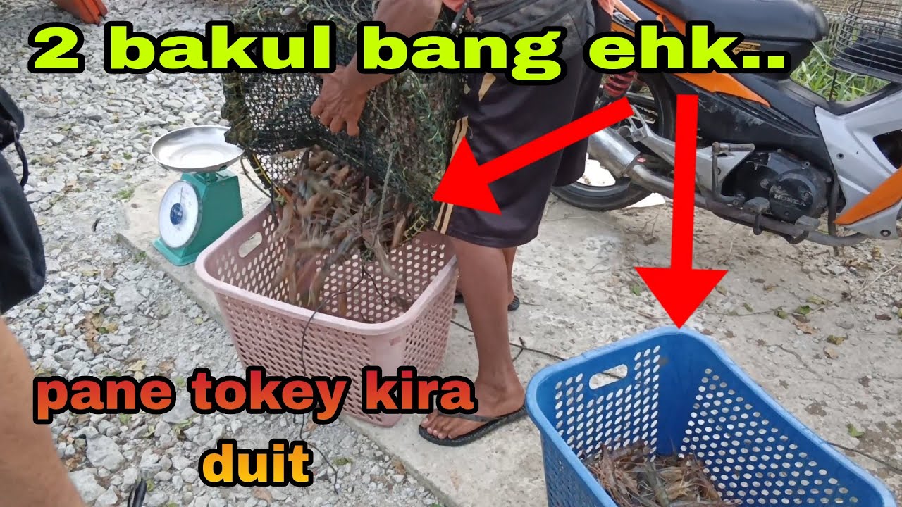 2 bakul 17.5kg...panE tokey kira duit..banyaknya udang sungai Sedili... - YouTube