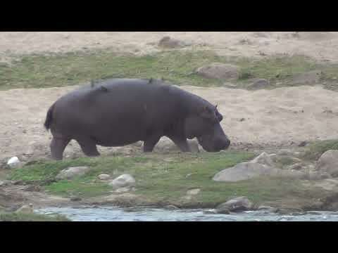 a hippo pooping 💩