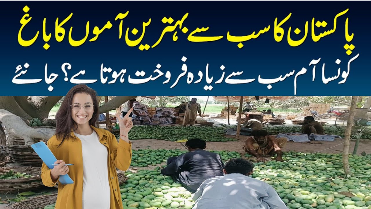 Pakistan's Best Mango Garden - Kaunsa Aam Sab Se Ziada Pasend Kiya jata ...