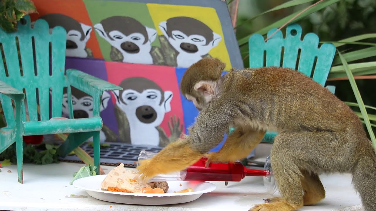 Phoenix Zoo: Squirrel Monkey Thanksgiving - YouTube