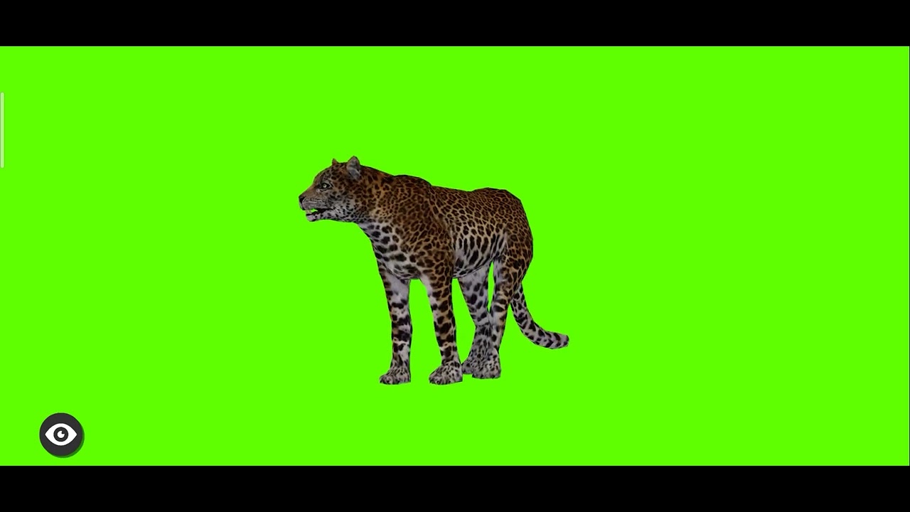 Green Screen Leopard idk | Green Screen Cartoon | @syedashahtv - YouTube
