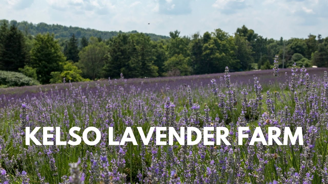 Kelso Lavender Farm | Exploring Lavender Fields - YouTube