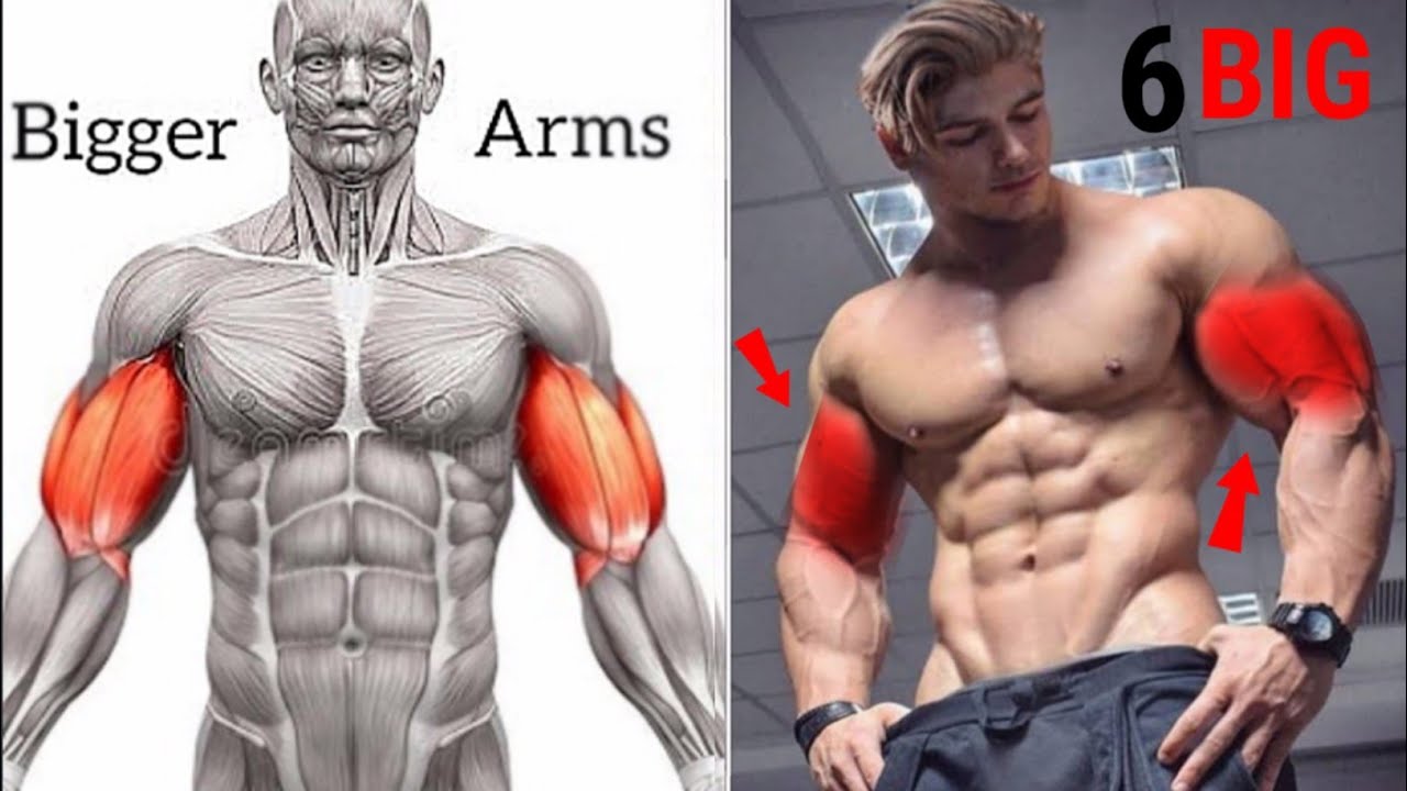 Top 6 world best Bicep Workout to build bigger biceps - YouTube