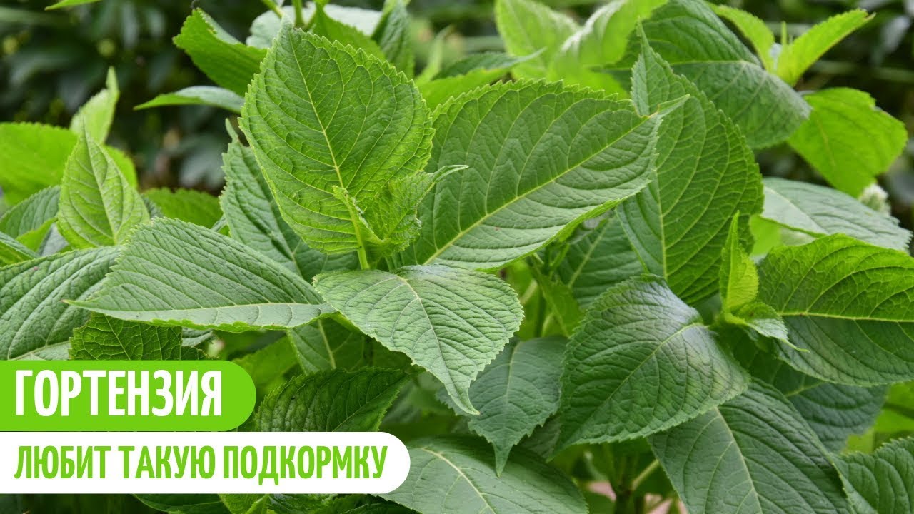 ГОРТЕНЗИЯ. ПРОВЕРЕННЫЕ ПОДКОРМКИ ДЛЯ ПЫШНОГО ЦВЕТЕНИЯ. Мои цветы. Мой ...