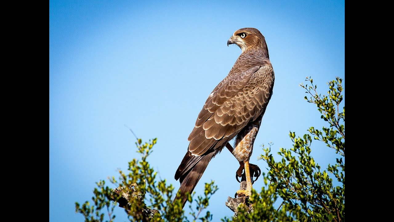 Amazing Facts About Falcons - YouTube