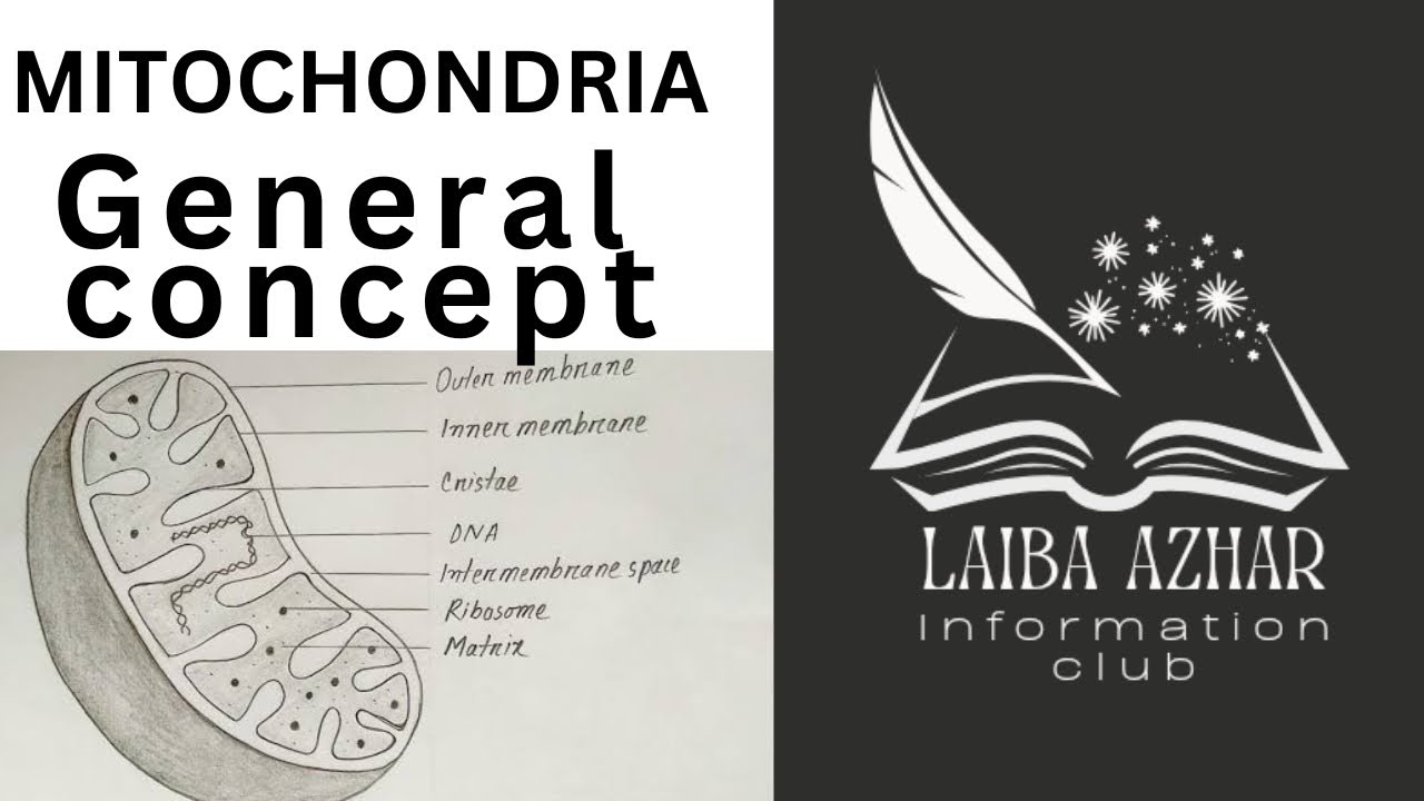 MITOCHONDRIA general concepts in detail,Laiba Azhar information club ...