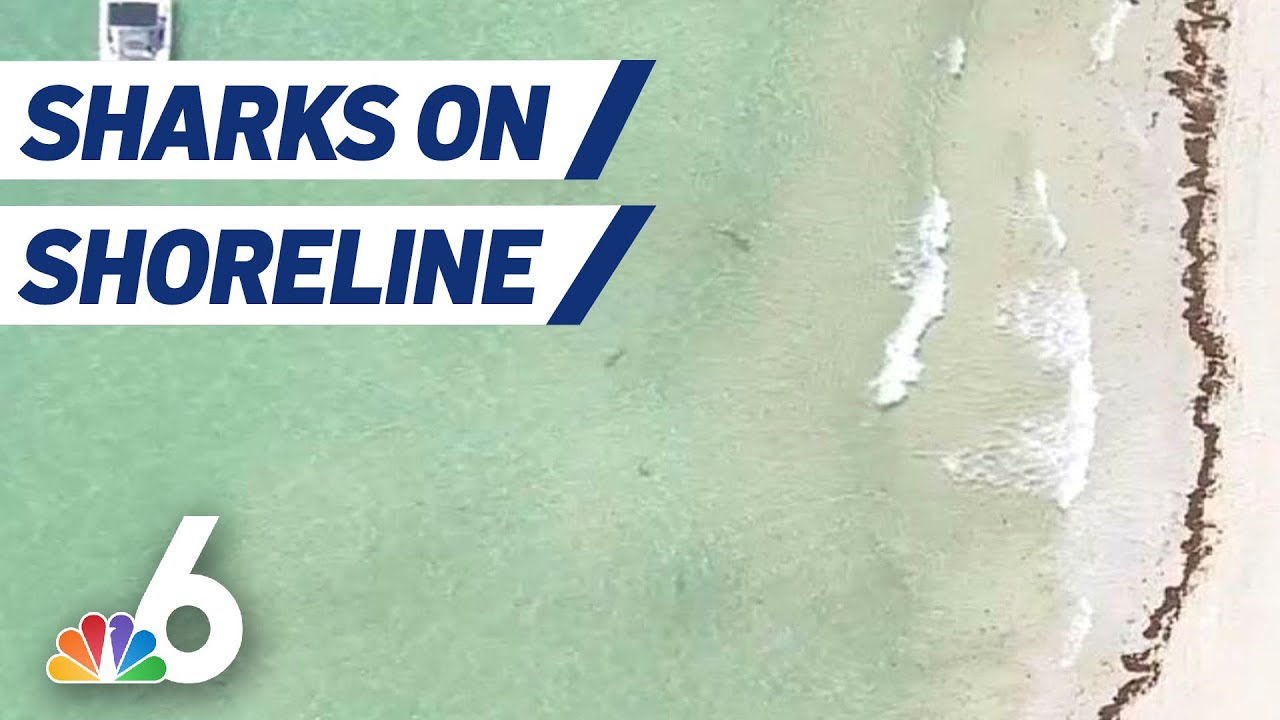 Sharks Seen Swimming Along Miami Beach Shore - YouTube