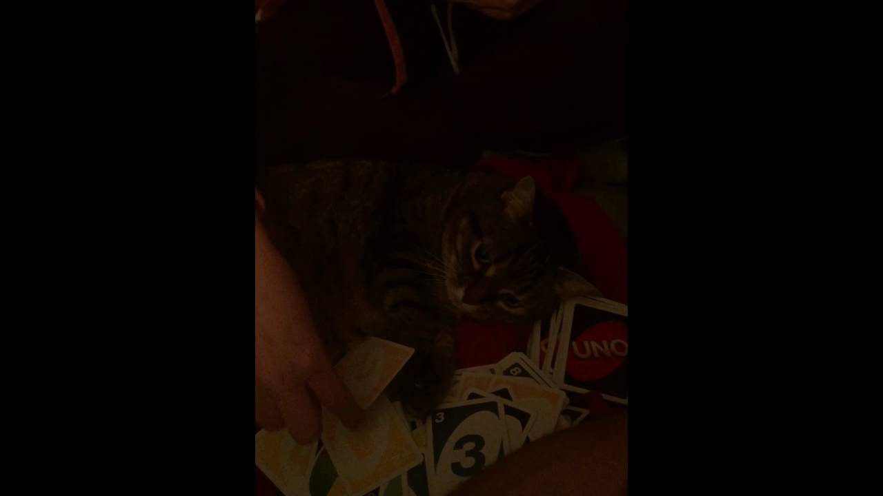My Cat Plays UNO - YouTube