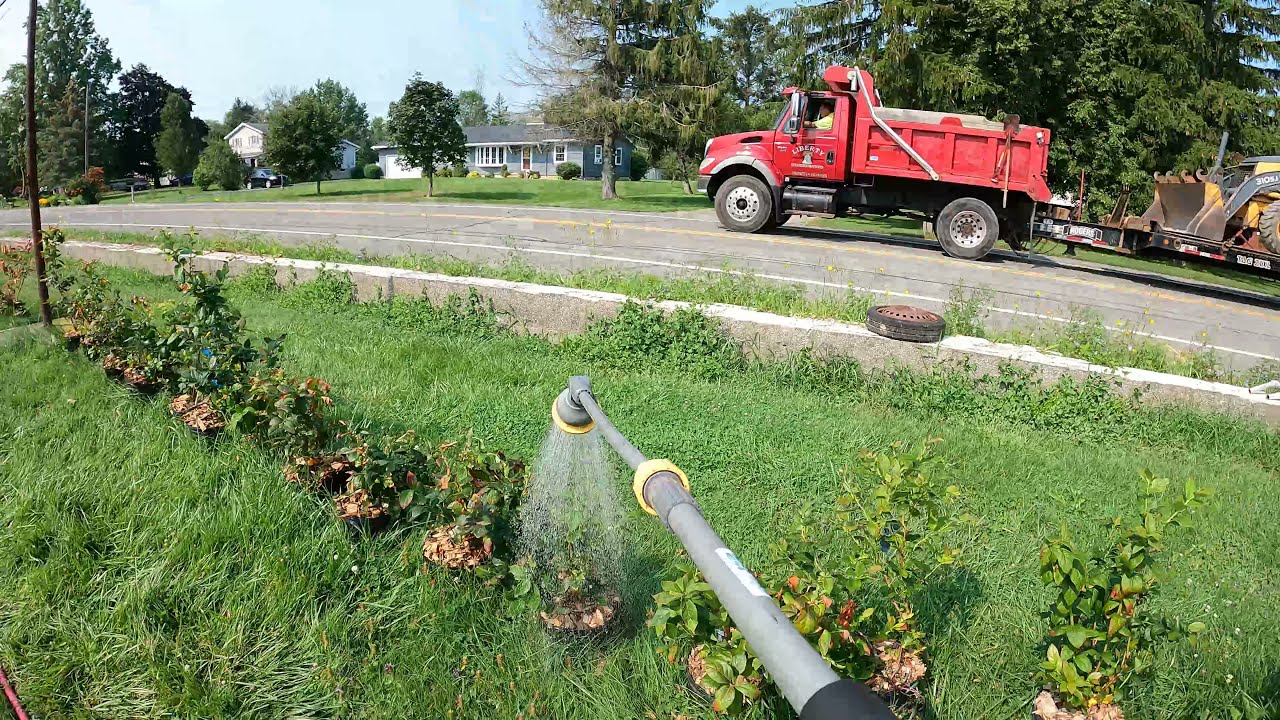 Watering Blueberries - YouTube
