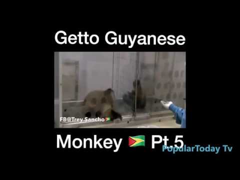 Guyanese Monkey's Be like pt2 - YouTube