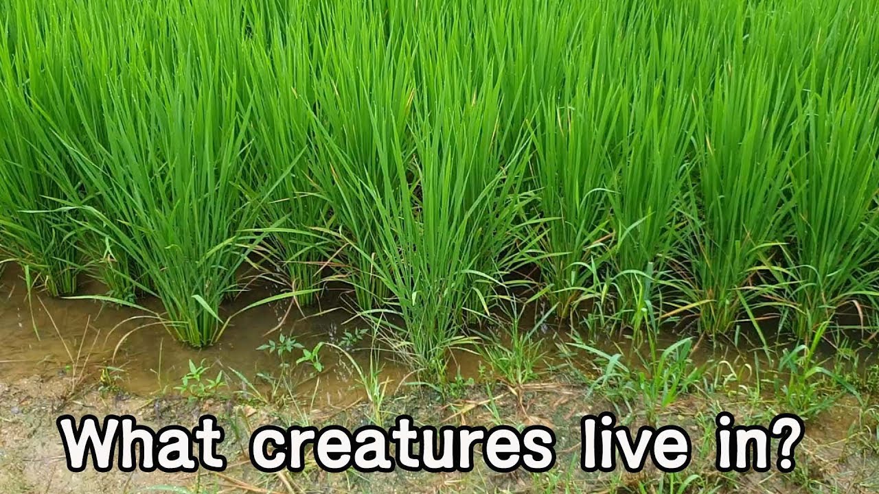 어떤 생물들이 논에 살고 있을까?ㅣWhat kind of creatures live in the rice fields - YouTube