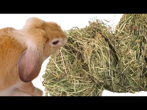 Bunny Helps Me Unbox Hop2Forage Hay Bales #bunny #freeroamrabbit # ...