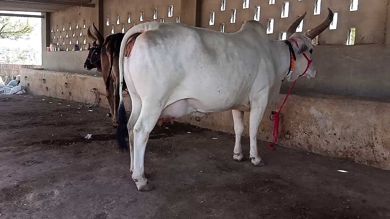 Pure kankrej breeded cattle Beautiful kankrej - YouTube
