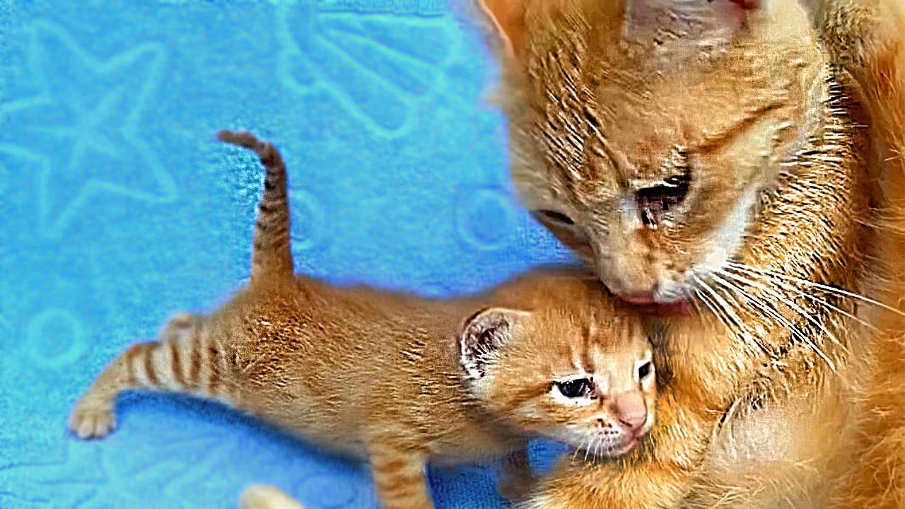 The Long-Awaited Meeting of Simba the Kitten With His Beloved Mother ...