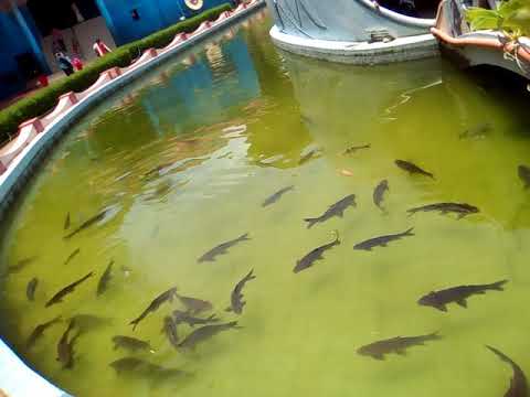 Malampuzha damile fish park - YouTube