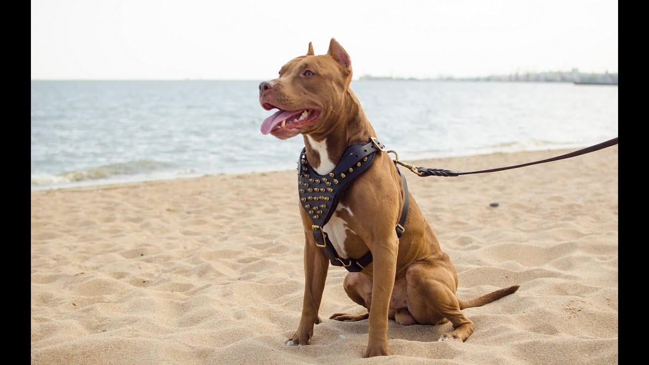 Designer Leather Dog Harness for Large Breeds like Pitbull - YouTube