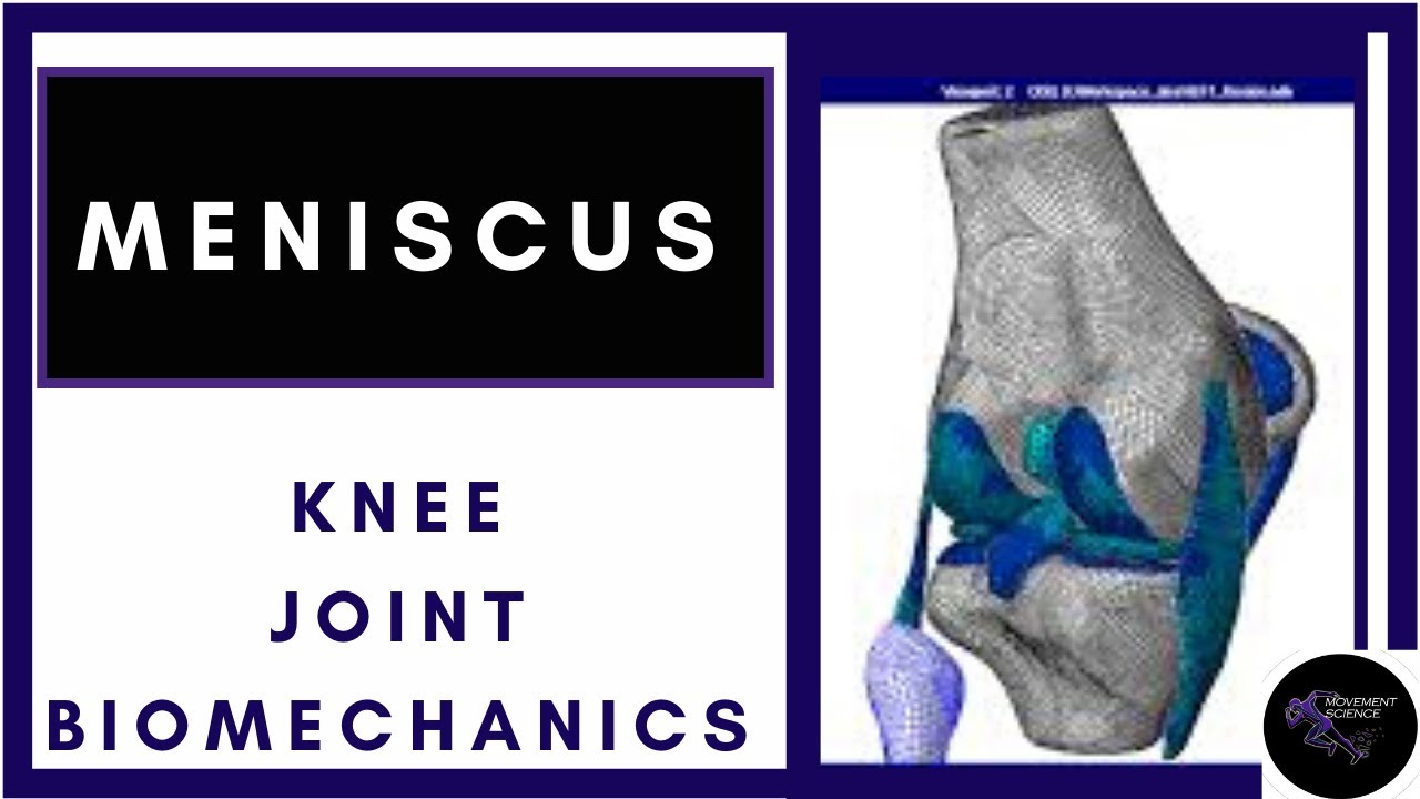Knee Joint Anatomy Introduction-Meniscus and its Function - YouTube