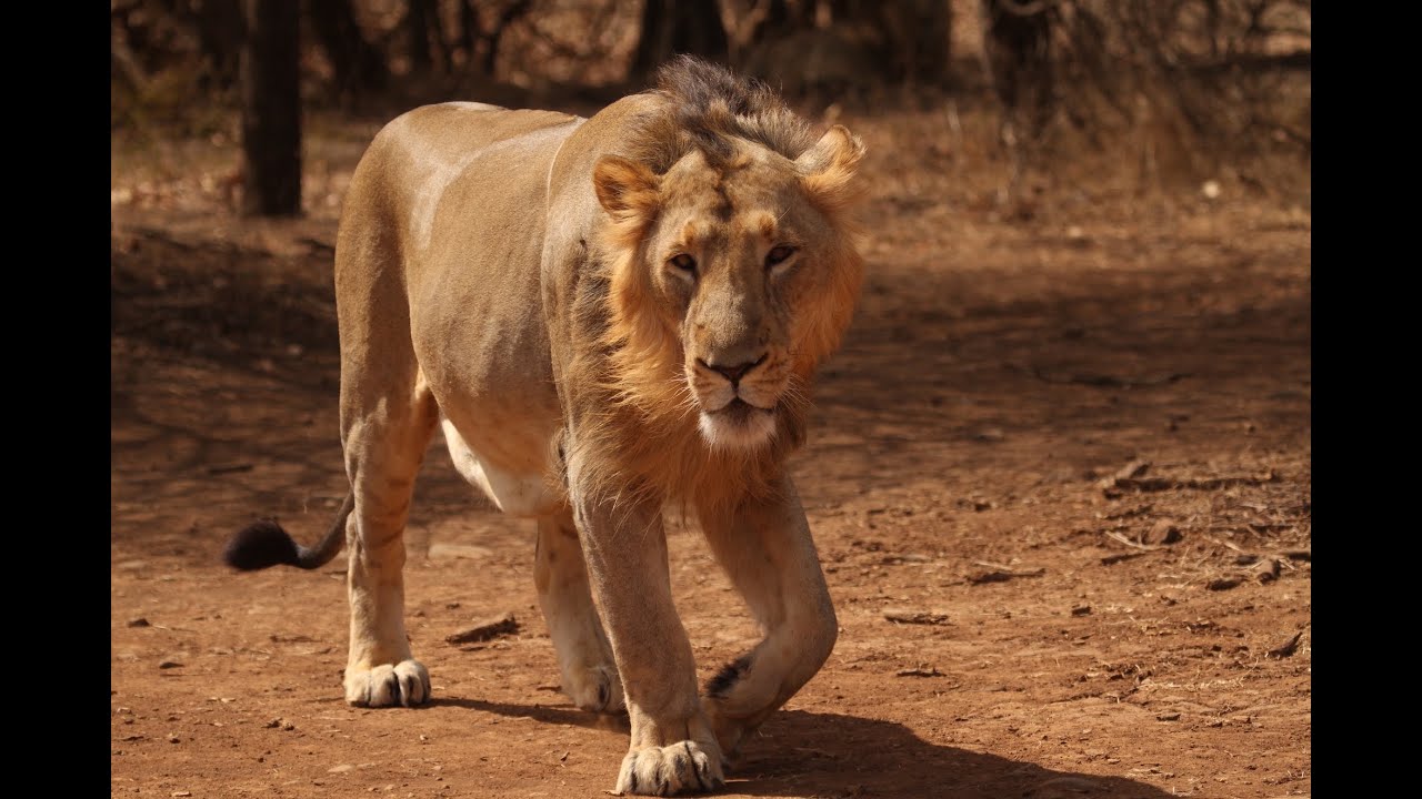 How To Track A Lion / Lion Kingdom - YouTube