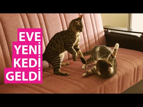EVE YENİ KEDİ GELDİ, YENİ GELEN KÜÇÜK KEDİ BÜYÜK KEDİYİ DÖVDÜ