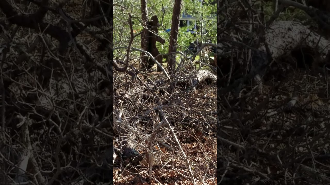 Bigfoot sighting on Cape Cod in South Chatham - YouTube