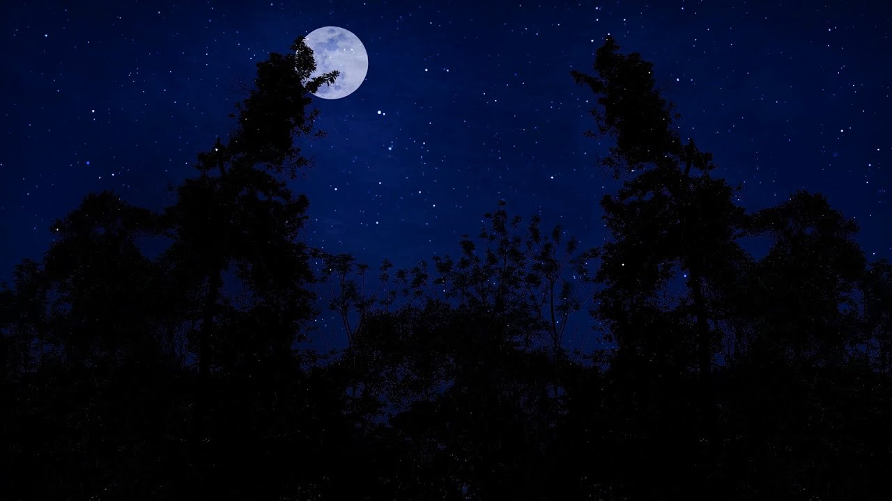 Rainforest Night Sounds - Sleep and Crickets | Tropical Nature Sounds ...