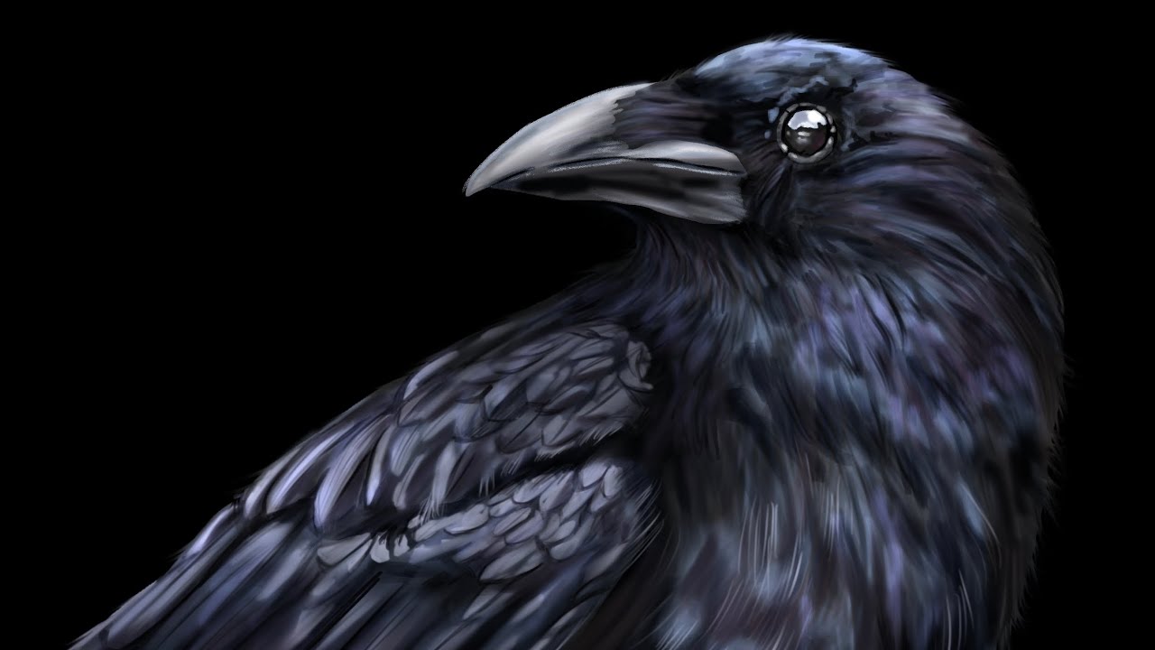 Digital Painting Timelapse of a Crow! - Procreate - YouTube