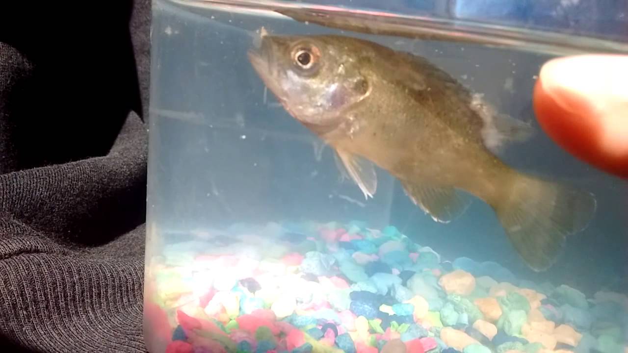 Baby bluegill fish - YouTube