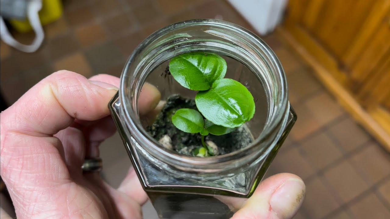 Growing Orange Trees from Seed Indoors | Jar Method - YouTube