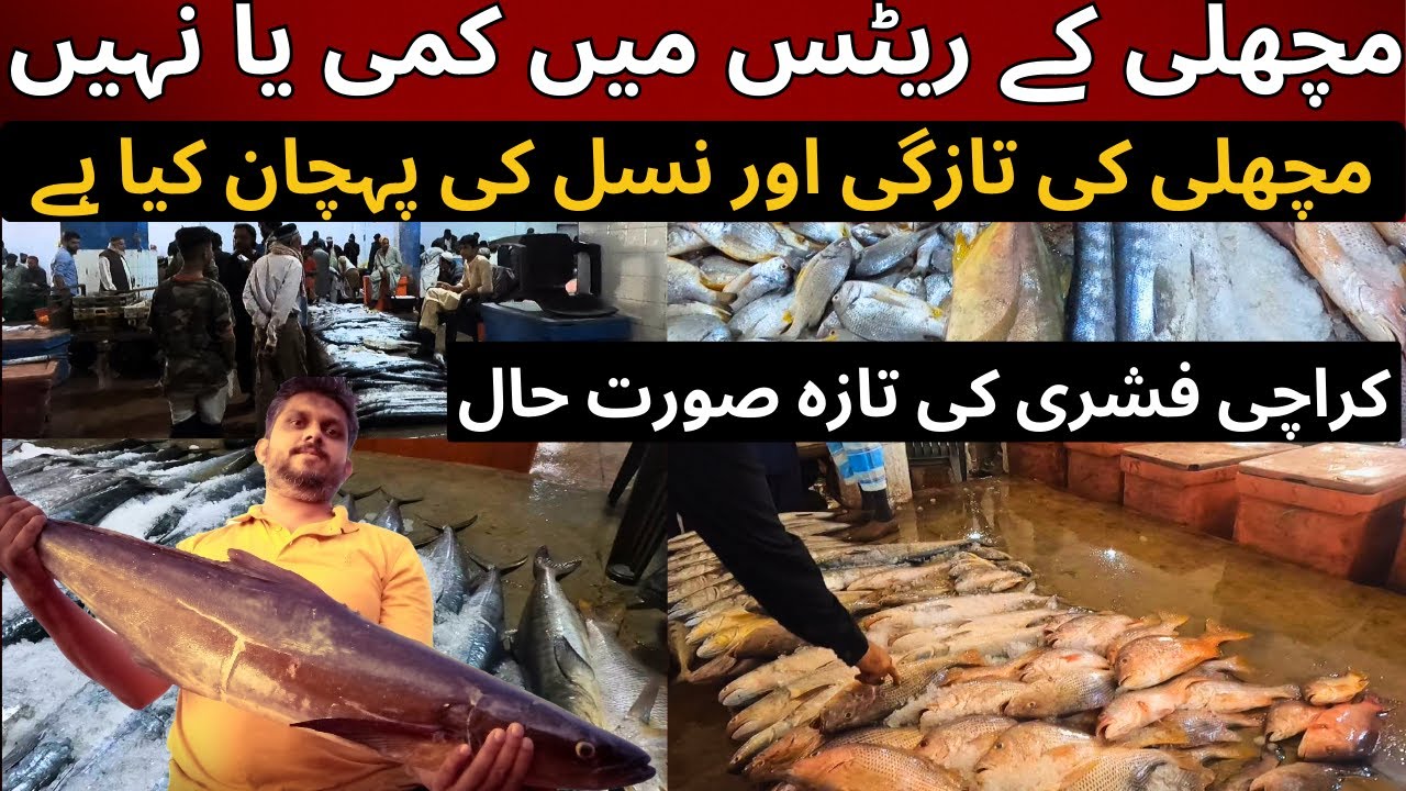 Karachi Fishry Latest Updates 2024 | How to buy Fresh Fish in Pakistan ...