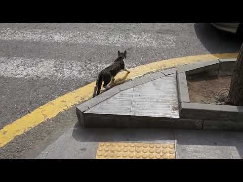 Agilli Baki Pisiyi #cats