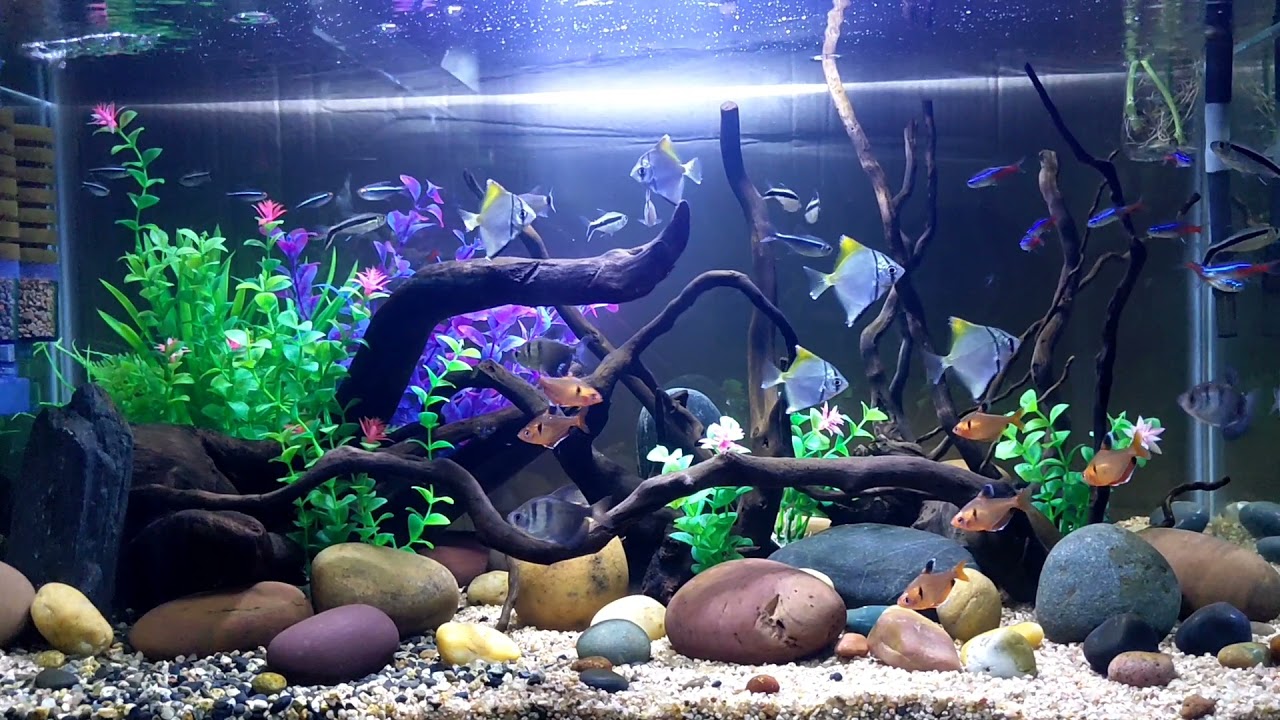 tetra community tank with Mono Angel - YouTube