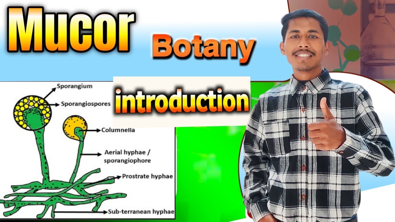 Part 1 || Mucor || introduction || characteristics || vegetative ...