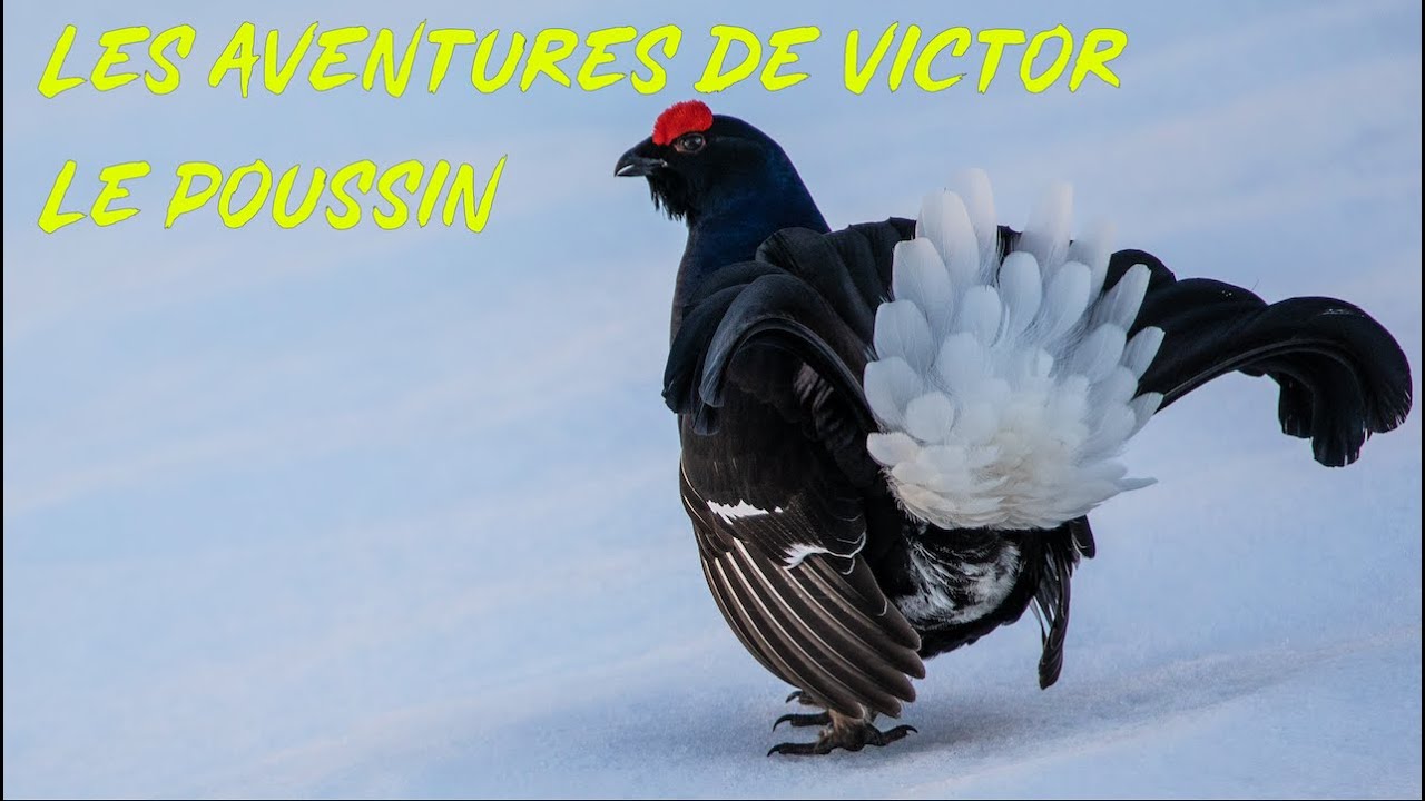 Le Poussin - YouTube