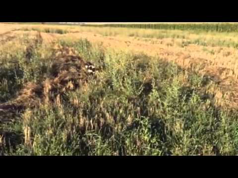 Το γαρ πολυ του έρωτος, γεννά παραφροσύνη... - YouTube
