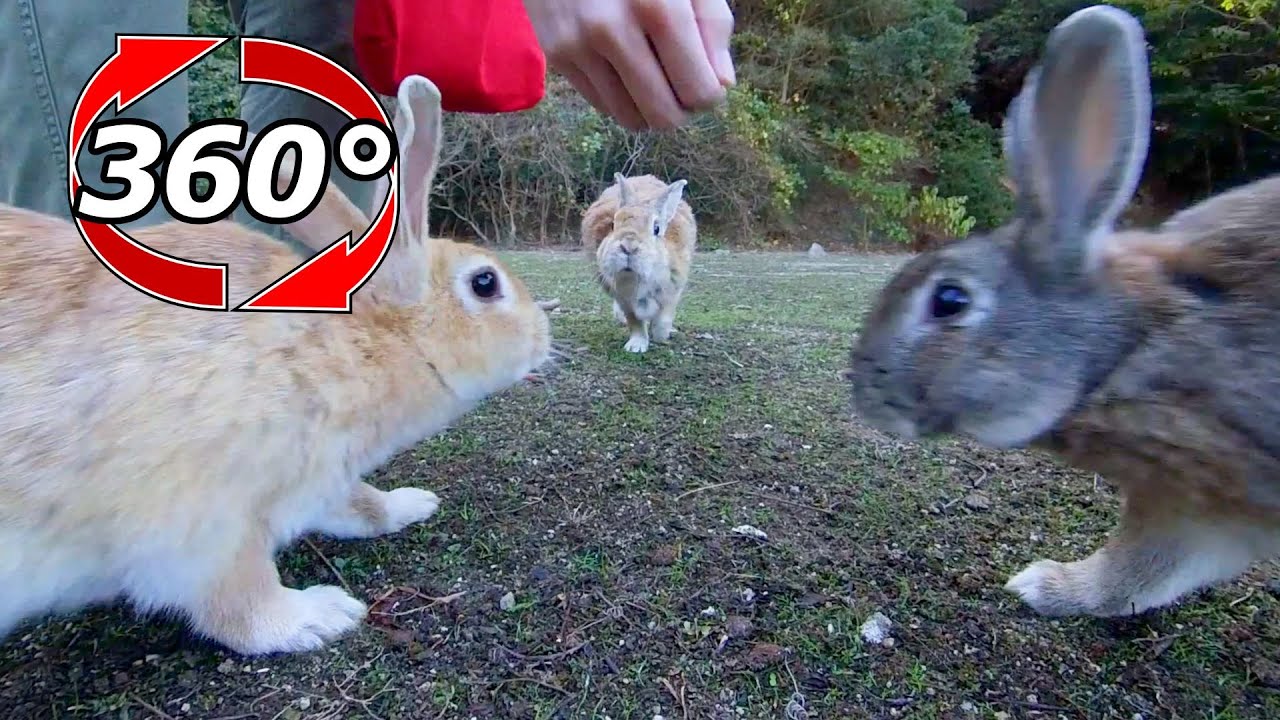 VR 360° | Rabbits running towards you! Gather for food! - YouTube