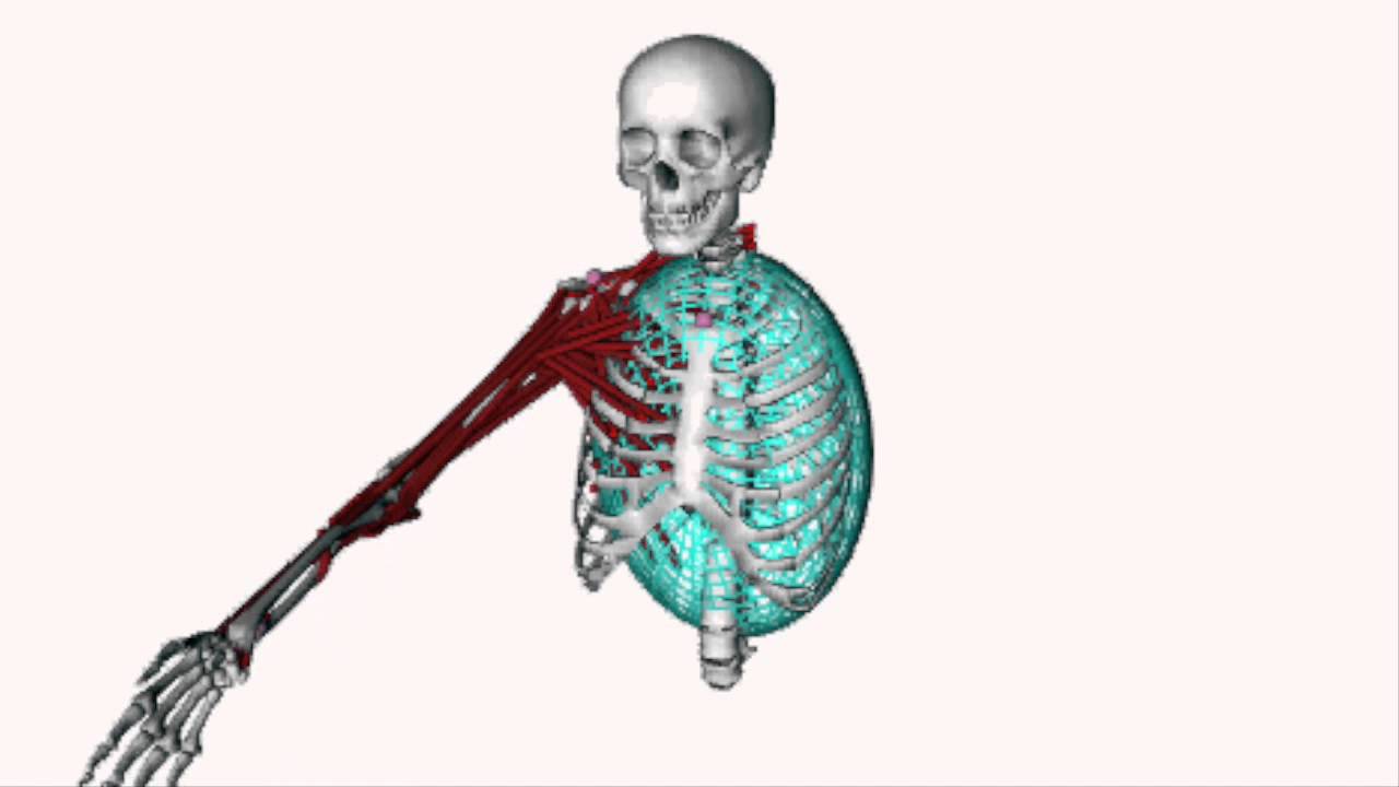 OpenSIM Dynamic Shoulder Model - YouTube