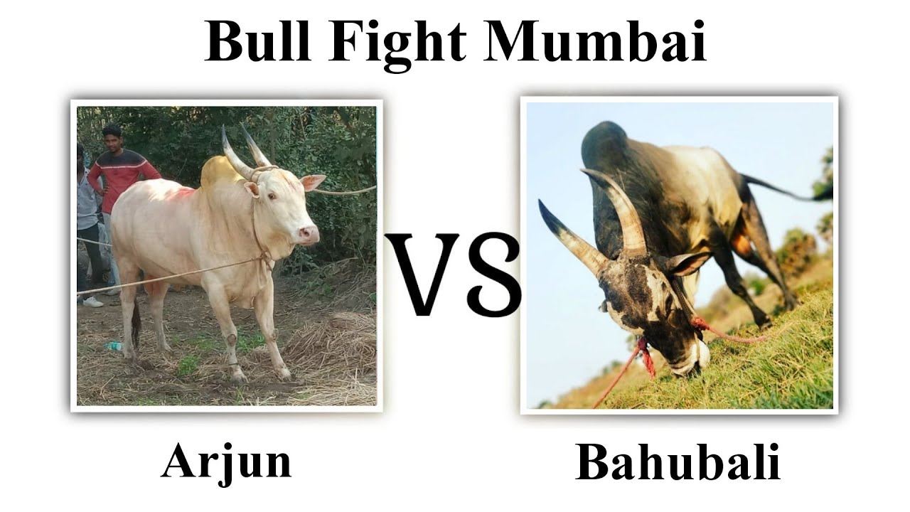 Arjun VS Bahubali big bull Fight | अर्जुन 🆚 बाहुबली बैलांची झुंज | Bull ...