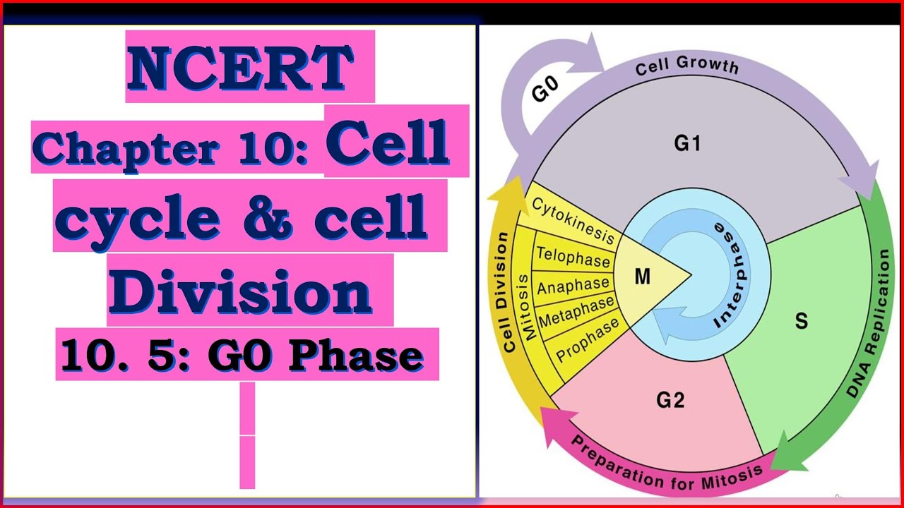 NCERT-10.5 - G0 stage- Quiescent stage-Cell cycle & Cell Division--11 ...