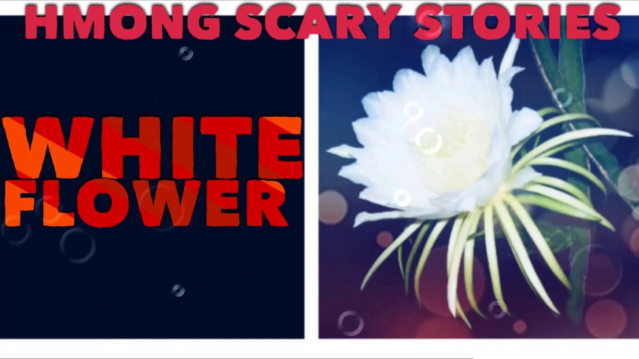 HMONG SCARY STORIES White Flower - YouTube