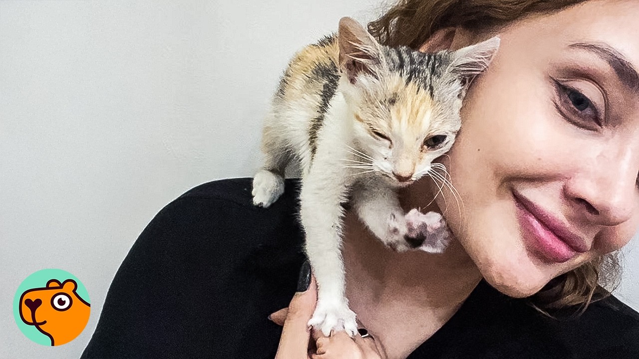 Adorable Lost Kitten Grows To Be The Clingiest Velcro Cat! | Cuddle ...